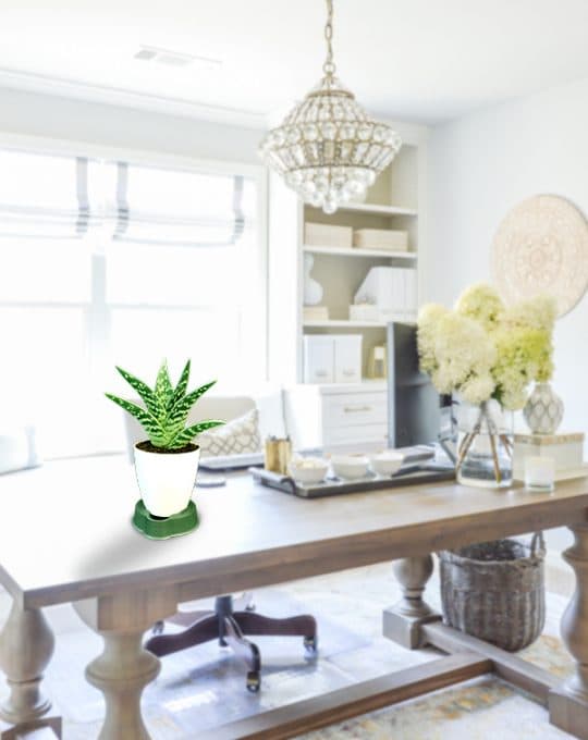 Buy Crassula Campfire Plant Online in India – Birthright