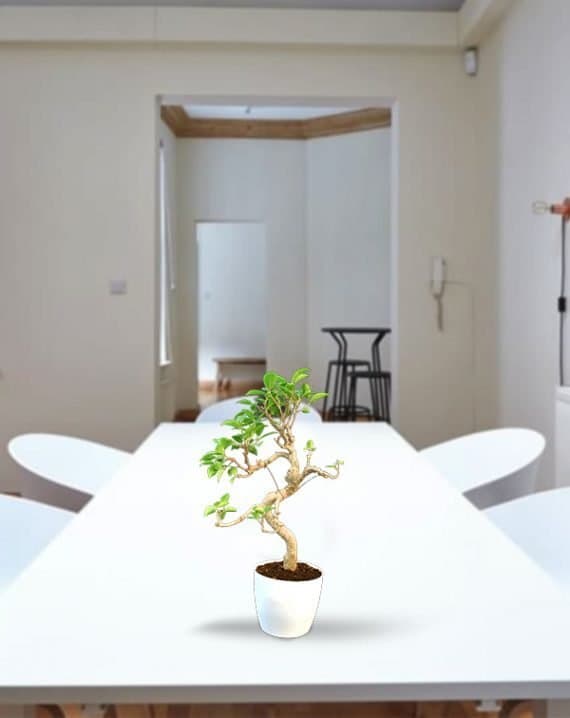 Buy ficus S Shape Bonsai Plants Online in India – Birthright