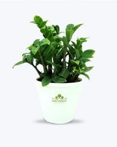 Buy (Zee Zee plant) ZZ Plant Online in India – Birthright