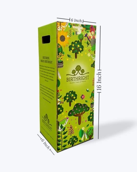 Buy (Zee Zee plant) ZZ Plant Online in India – Birthright