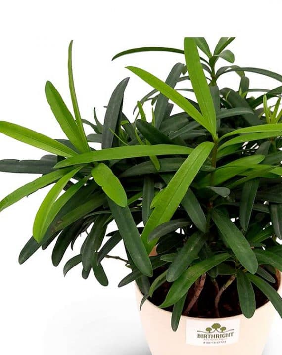 Buy Podocarpus Indoor Plant Online in India – Birthright