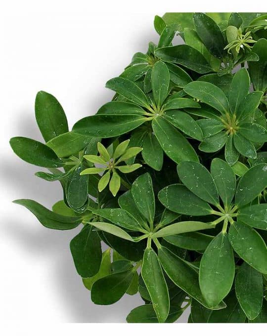 Buy Podocarpus Indoor Plant Online in India – Birthright