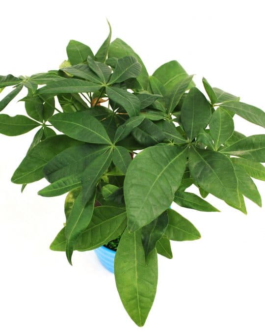Buy Real Ficus Bonsai Live Plant ( 2 Year Old ) – Birthright