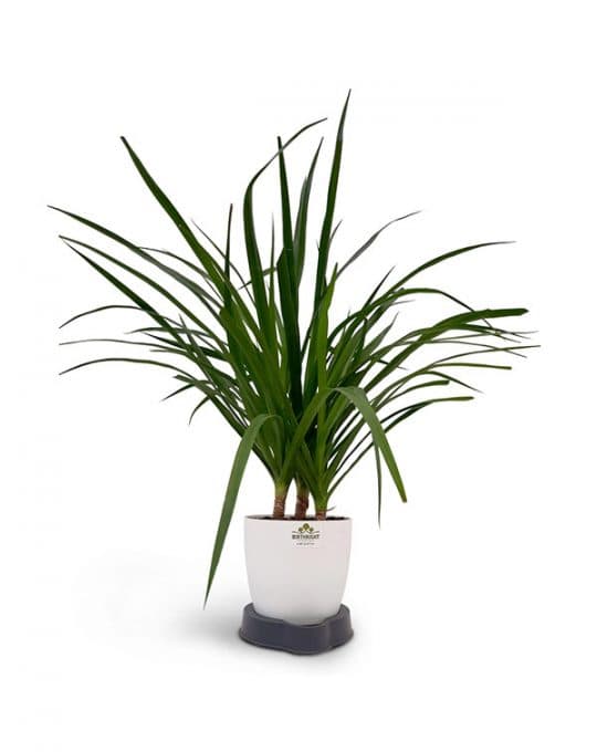 Buy (Zee Zee plant) ZZ Plant Online in India – Birthright